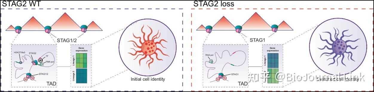综述 | Oncogene | 粘连蛋白-STAG2在癌症中的新兴作用 - 知乎