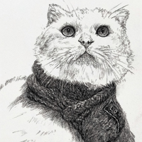 电自大星云——九号猎户座Dz 110P - 知乎