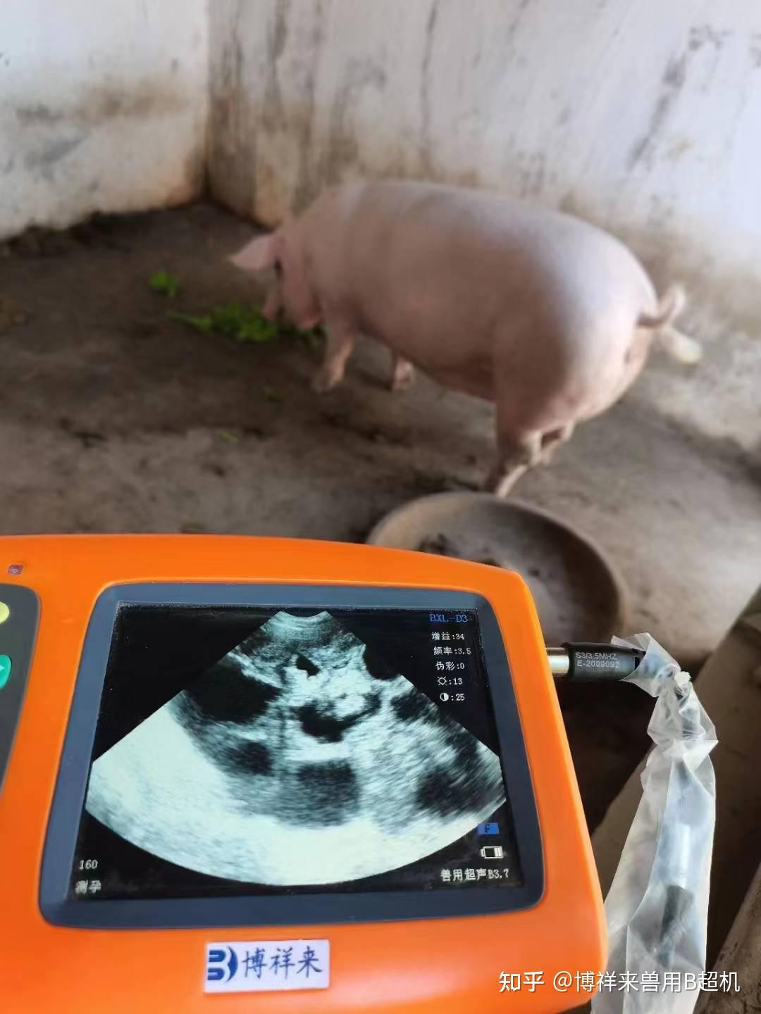 母猪空怀应该怎么办 知乎