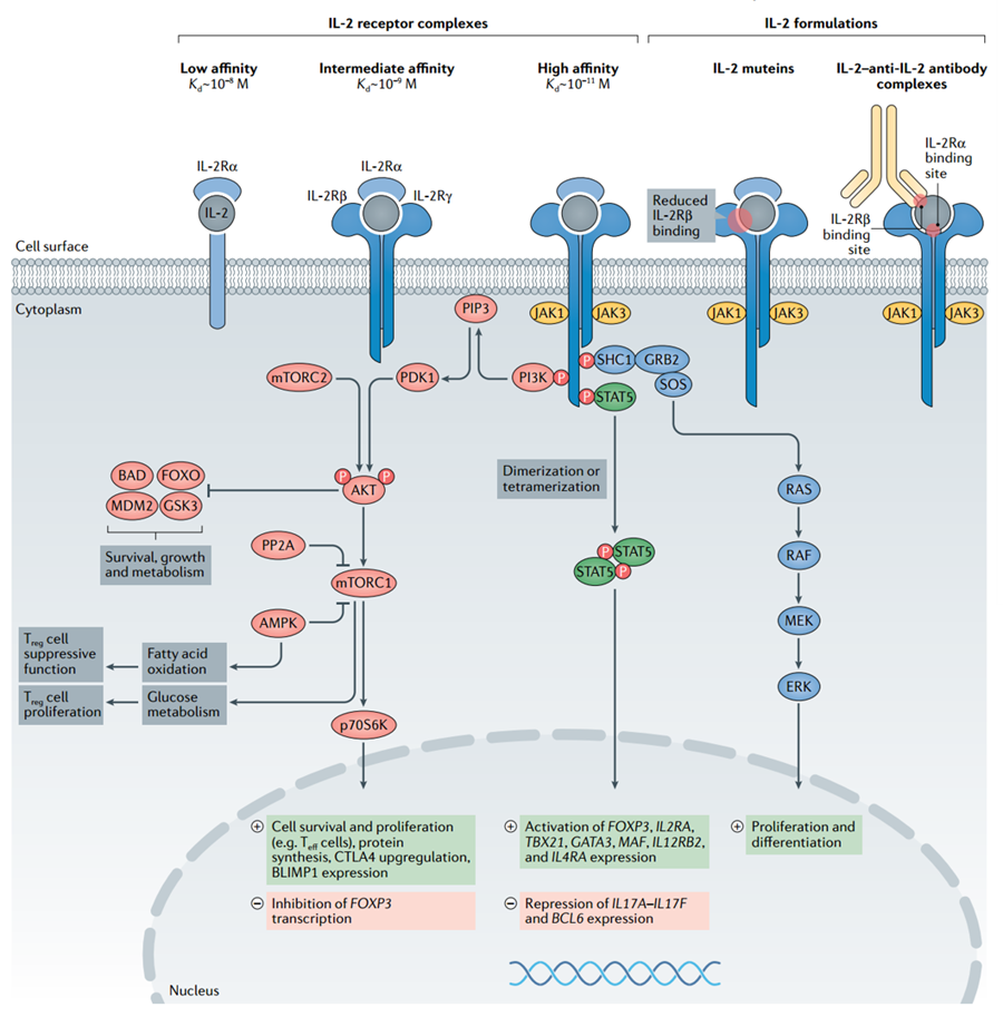 详解白细胞介素2(IL-2) - 知乎