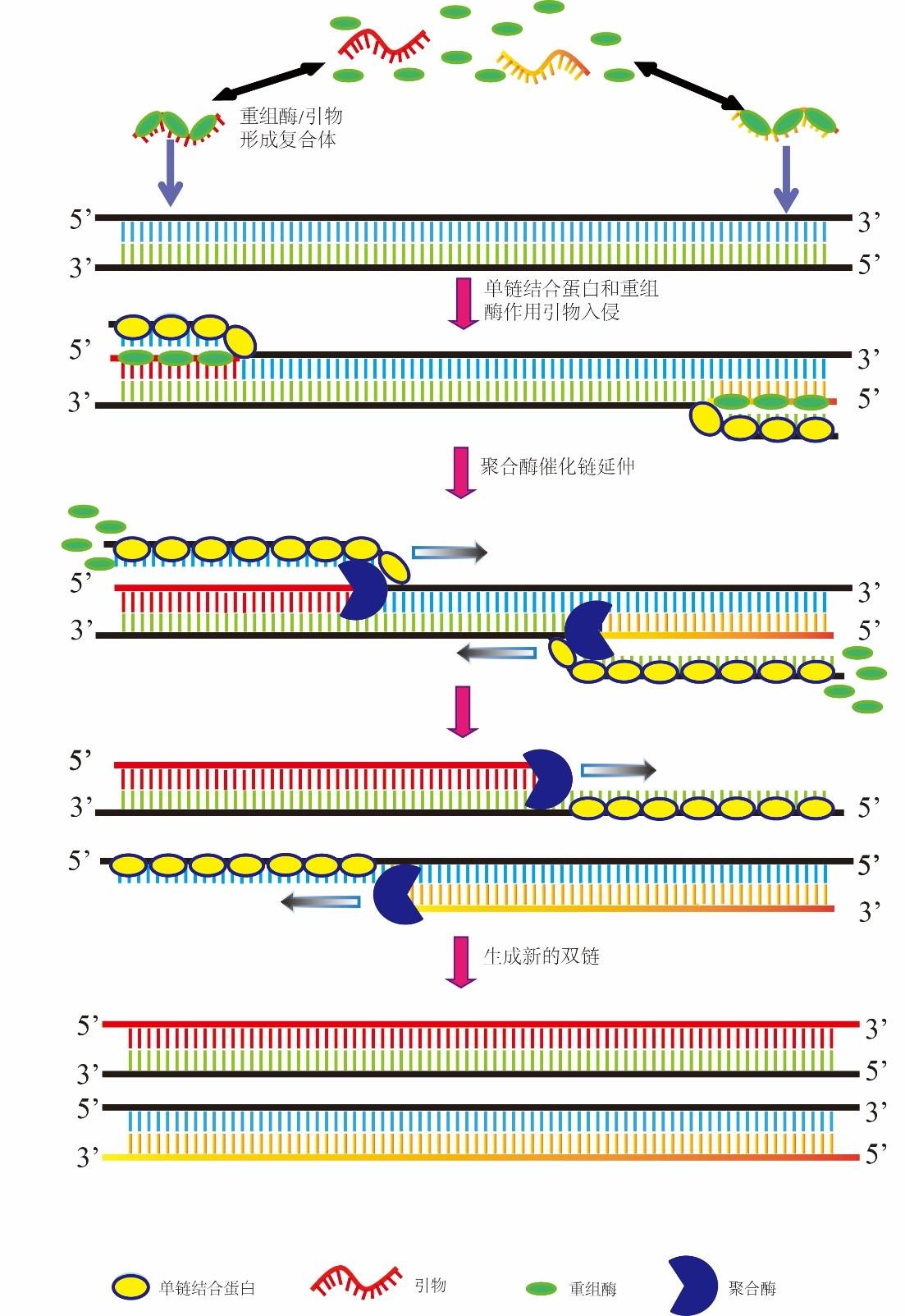 RAA-重组酶介导等温核酸扩增技术原理 - 知乎