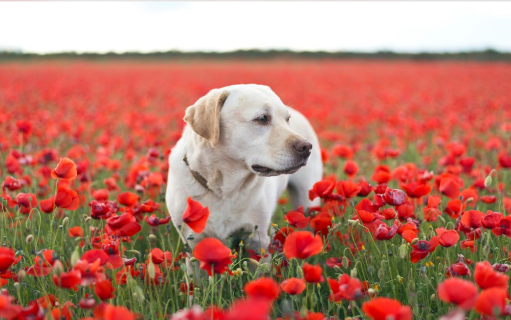 Simulink学习与分享经验-----------MAB/MAAB。MAB5.0规则集151条，MAAB3.0规则集110条。 - 知乎