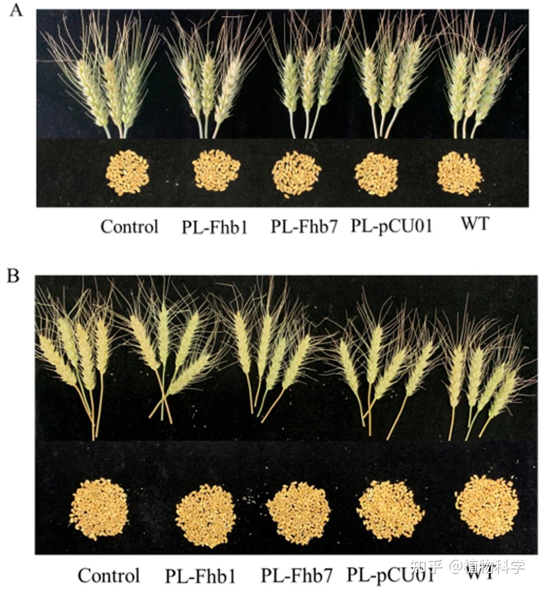 多家“争议”！与2020年山东农大发表《Science》结果不一致，Fhb7是抗病基因？ - 知乎