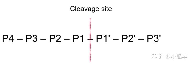 关于蛋白质文献中常见的P1、P2、P3...究竟指什么玩意？ - 知乎