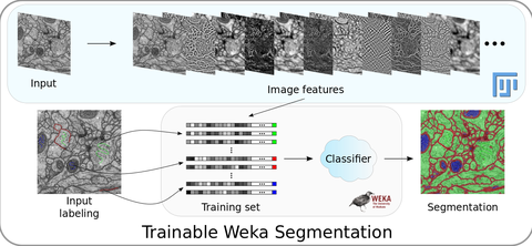 ImageJ实用教程汇总 - 知乎