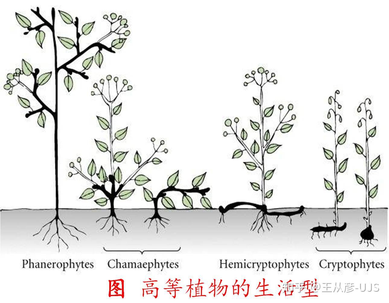 群落之组成及其结构 - 知乎