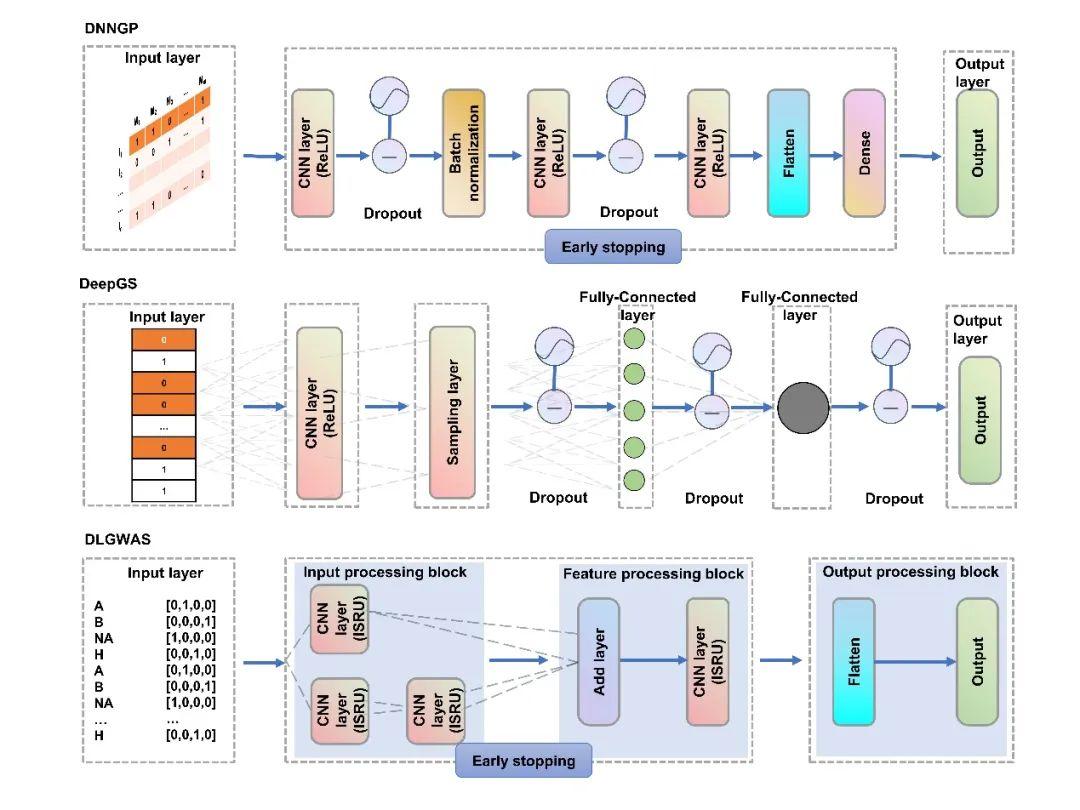 DNNGP——基于深度学习的全基因组选择新方法 - 知乎