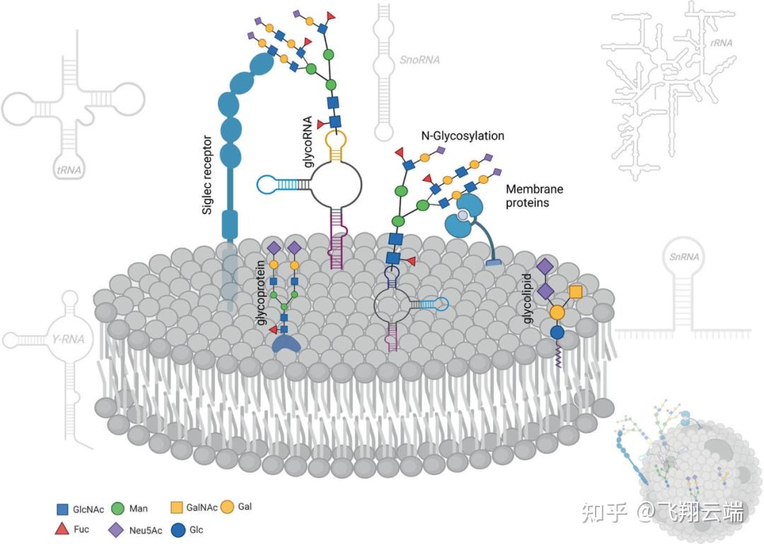GlycoRNA-seq：RNA糖基化修饰，表观转录组的新星 - 知乎