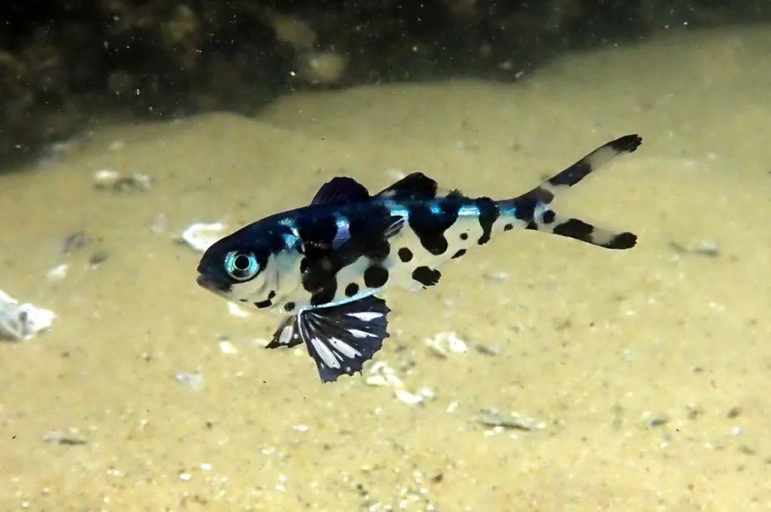 餐桌上的鲳鱼，到底是哪一种？（下）（作者：达达） - 知乎