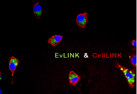 PKH不适合染外泌体？看看文献怎么说 - 知乎