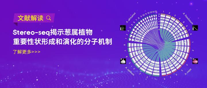Nature Genetics | Stereo-seq助力首次绘制洋葱鳞茎组织不同发育阶段时空图谱 - 知乎