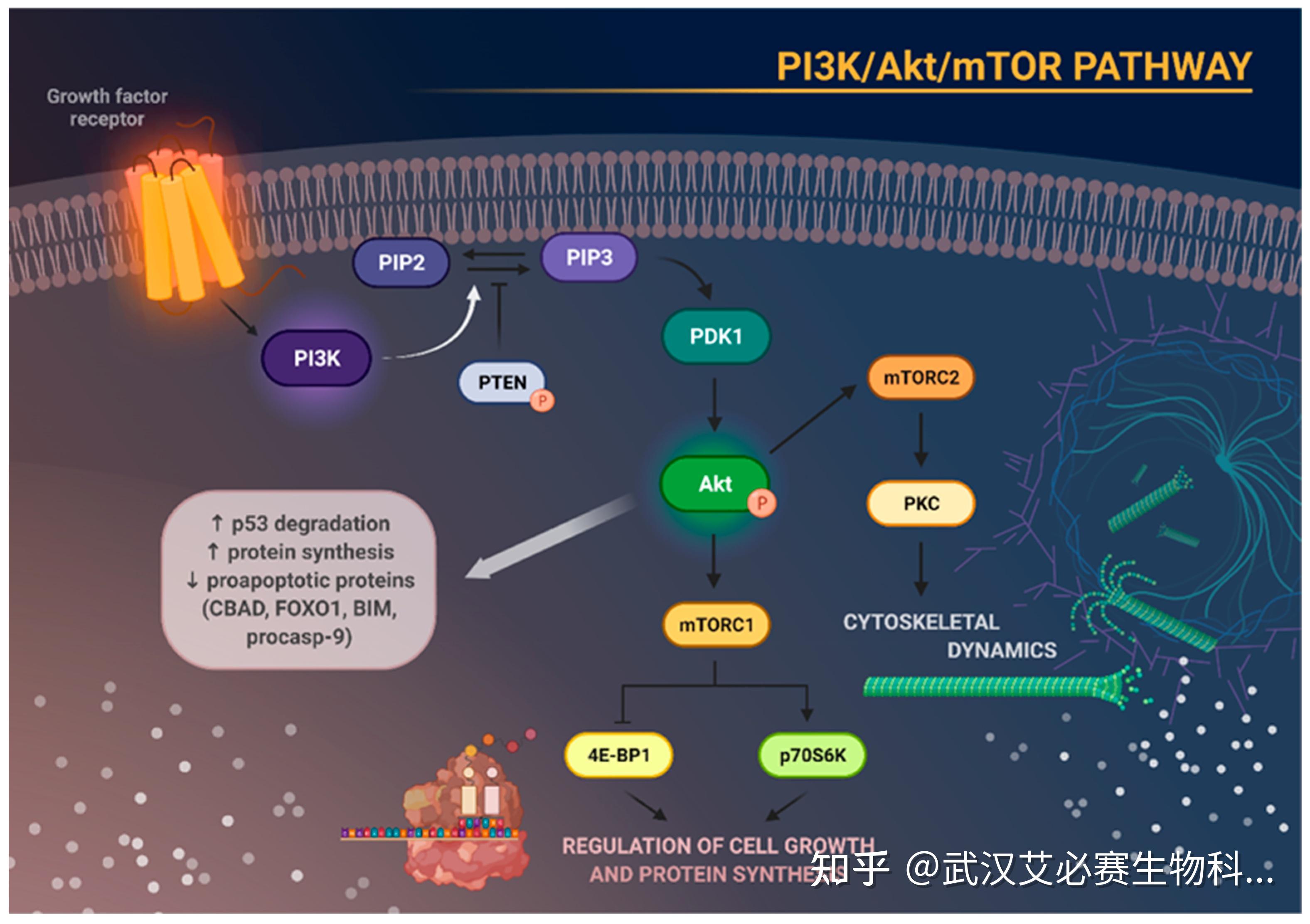02｜信号通路指标系列： mTOR：营养感应与生长调控的核心磷酸化指标 - 知乎