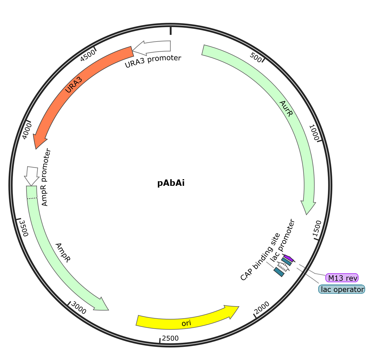 酵母单杂载体构建 - 知乎
