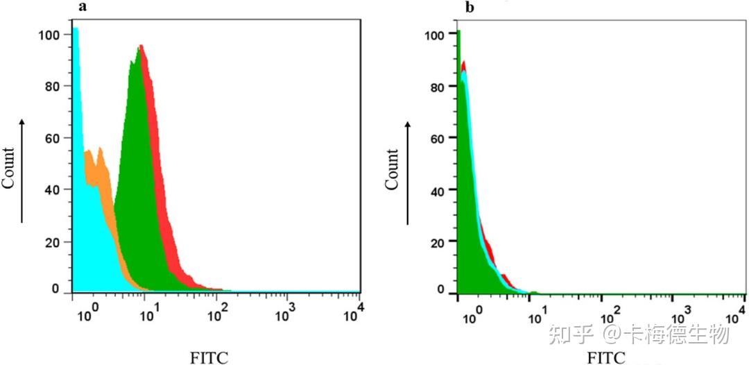GE11肽赋能EGFR靶向：Fc融合肽在癌症治疗中的创新应用探索 - 知乎