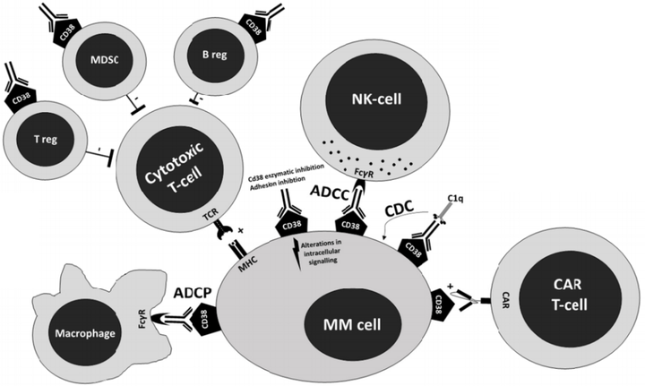 肿瘤免疫靶点 | CD38 - 知乎