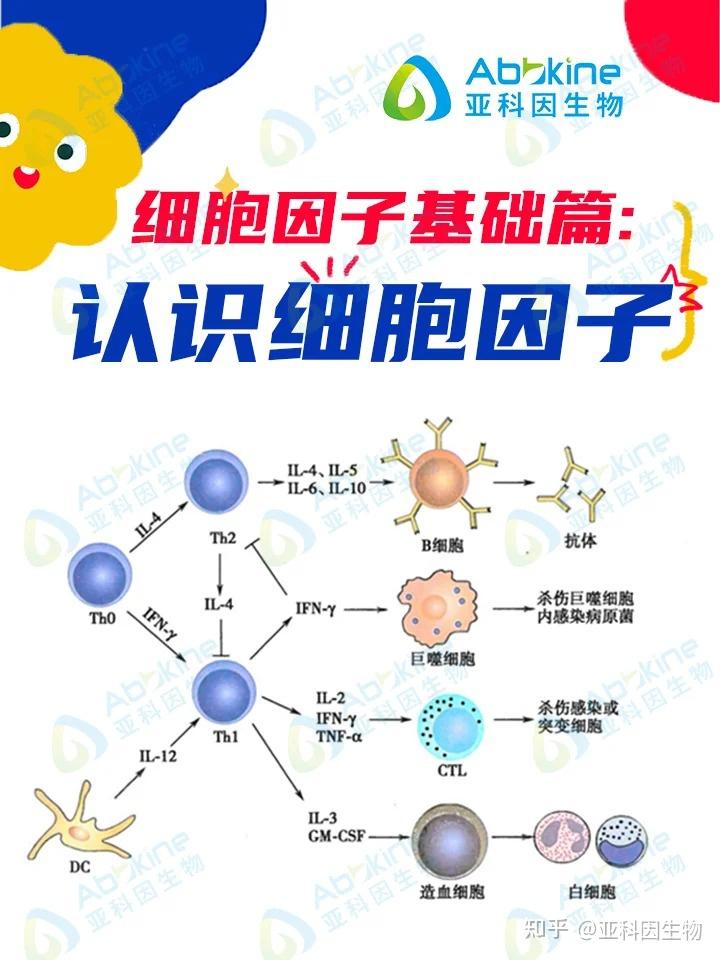 【细胞因子基础篇】-认识细胞因子 - 知乎