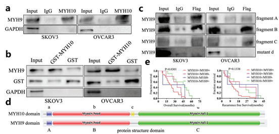 《Adv Sci》解读：MYH10与MYH9结合 - 知乎