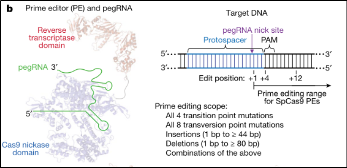 Primer editor 基因编辑服务介绍 - 知乎