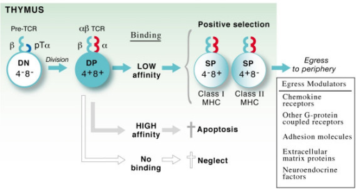 癌症免疫治疗相关的TCR信号通路研究新进展 - 知乎