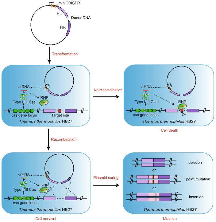 mLife | 利用内源I型和III型CRISPR-Cas系统高效构建极端微生物底盘细胞 - 知乎