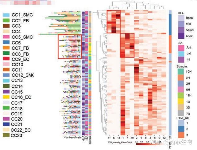 Circ Res | IMC绘制小鼠心肌缺血再灌注损伤的单细胞蛋白修饰时空图谱 - 知乎