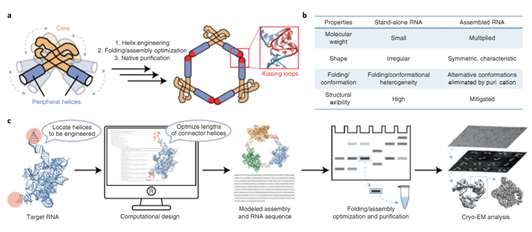 Nat Methods | RNA分子结构研究新方法 - 知乎