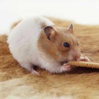 论文笔记(六) Vision Transformer & Masked Autoencoder - 知乎