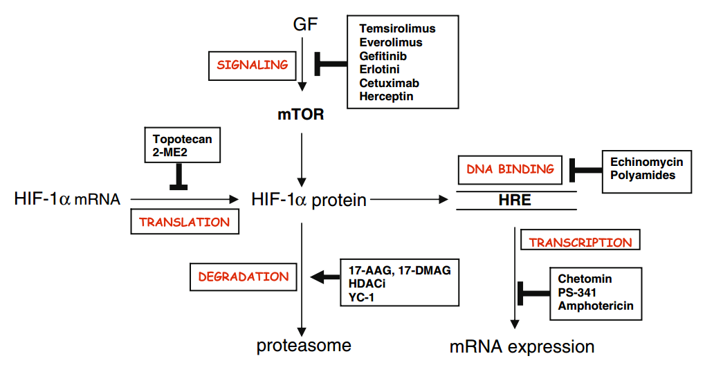 2019诺贝尔生理学或医学奖之HIF-1的发现之旅 - 知乎