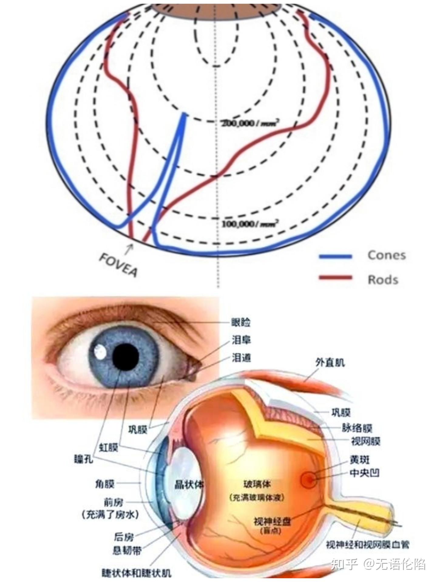 眼动追踪技术的原理以及应用有哪些？ - 知乎