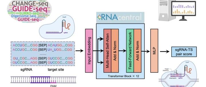 终结CRISPR脱靶预测难题？佛山大学团队发布AI脱靶预测模型-CCLMoff，精准锁定脱靶位点！｜COMMUN BIOL - 知乎