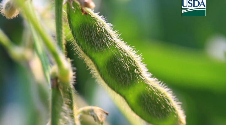 ATFX：USDA大豆出口销量超预期，CBOT大豆有走强迹象 - 知乎