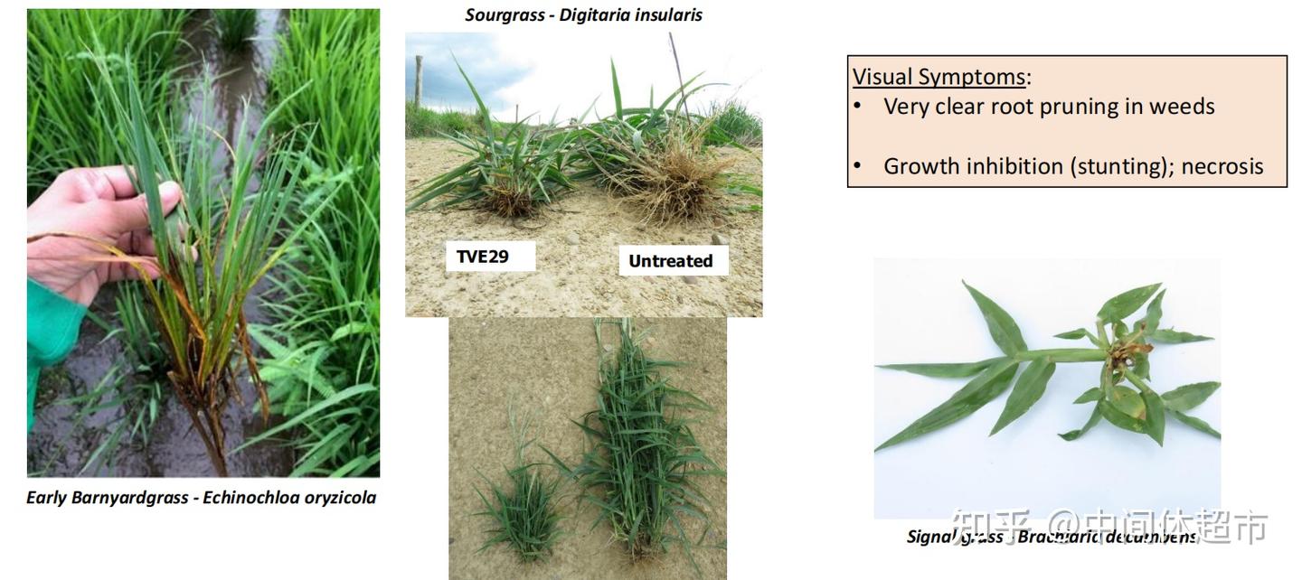 四氟络草胺（TVE29，Tetflupyrolimet，2053901-33-8）：一种有效管理抗除草剂杂草的新型除草剂作用模式 - 知乎