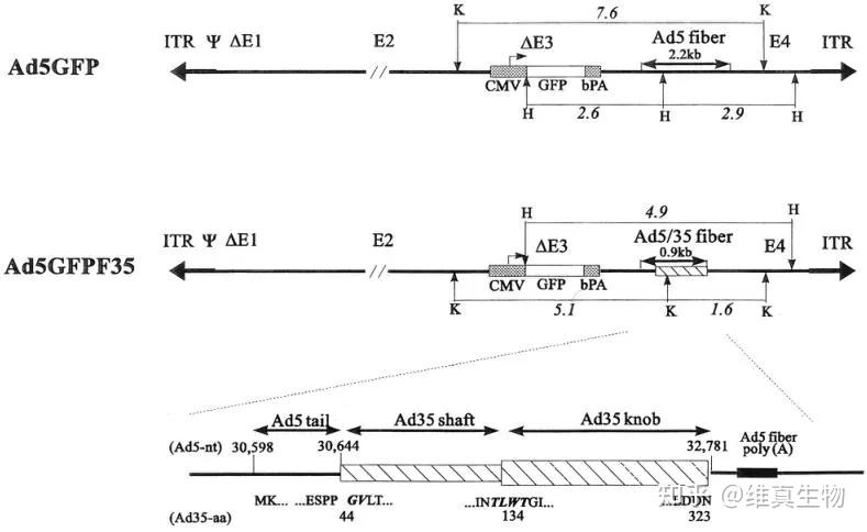 『腺病毒』入门知识介绍-结构、感染过程、Ad5 & Ad5/F35、Adv载体 - 知乎