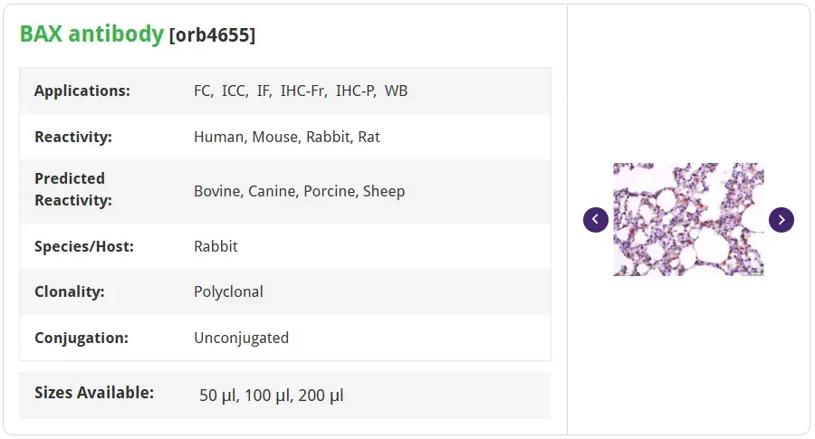【Biorbyt科研专题】BCL-2 蛋白家族 - 知乎