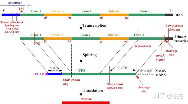 能否简单易懂的介绍外显子（exon），内含子（intron），CDS，ORF，5'UTR的区别与联系？ - 知乎