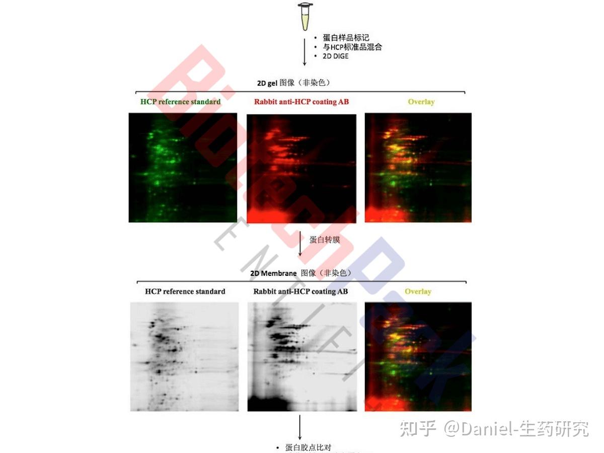 剖析HCD与HCP检测：解决蛋白质药物中的杂质与纯度难题 - 知乎