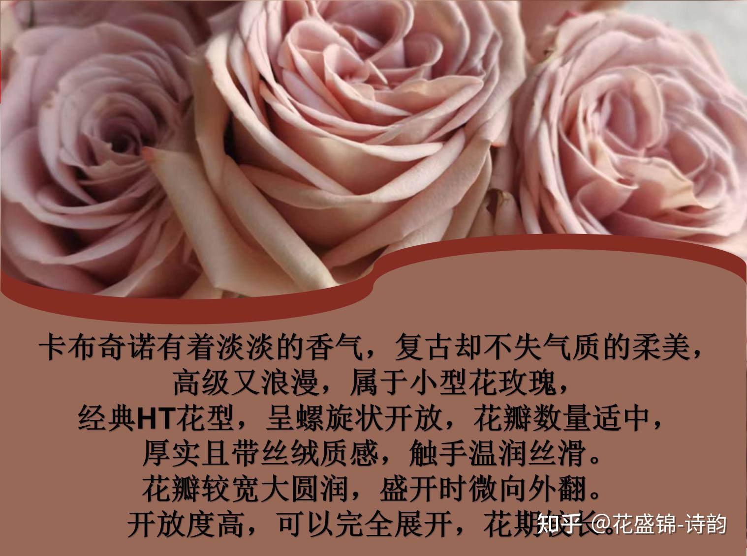 为什么网上的卡布奇诺玫瑰有两个样子，是不同品种吗？ - 知乎