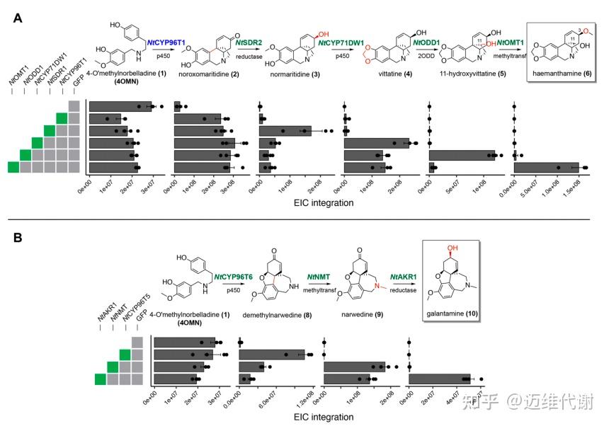 Cell Elizabeth Sattely团队揭秘石蒜科生物碱合成新途径再登顶刊 - 知乎