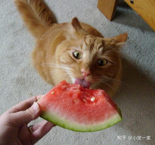 猫咪为什么会上火？