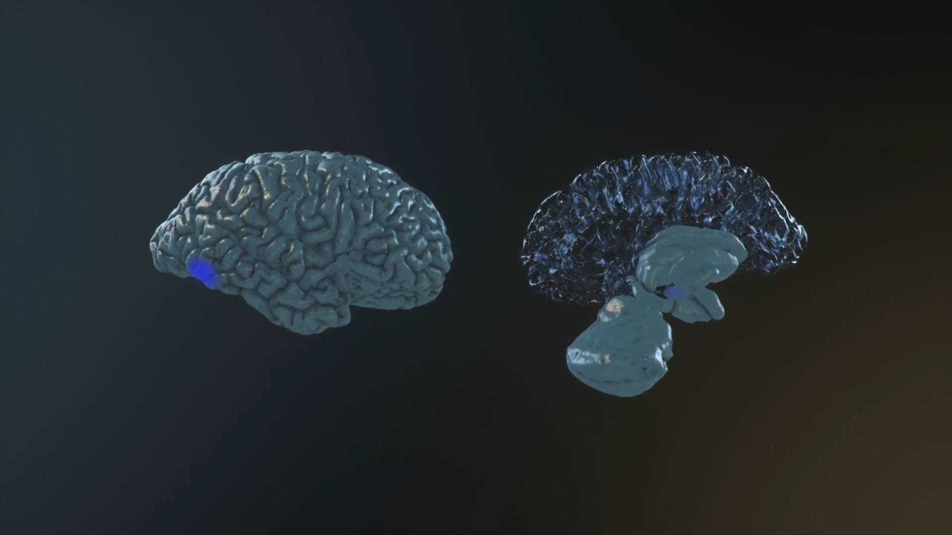 欧盟脑计划(Human Brain Project)-Project structure - 知乎