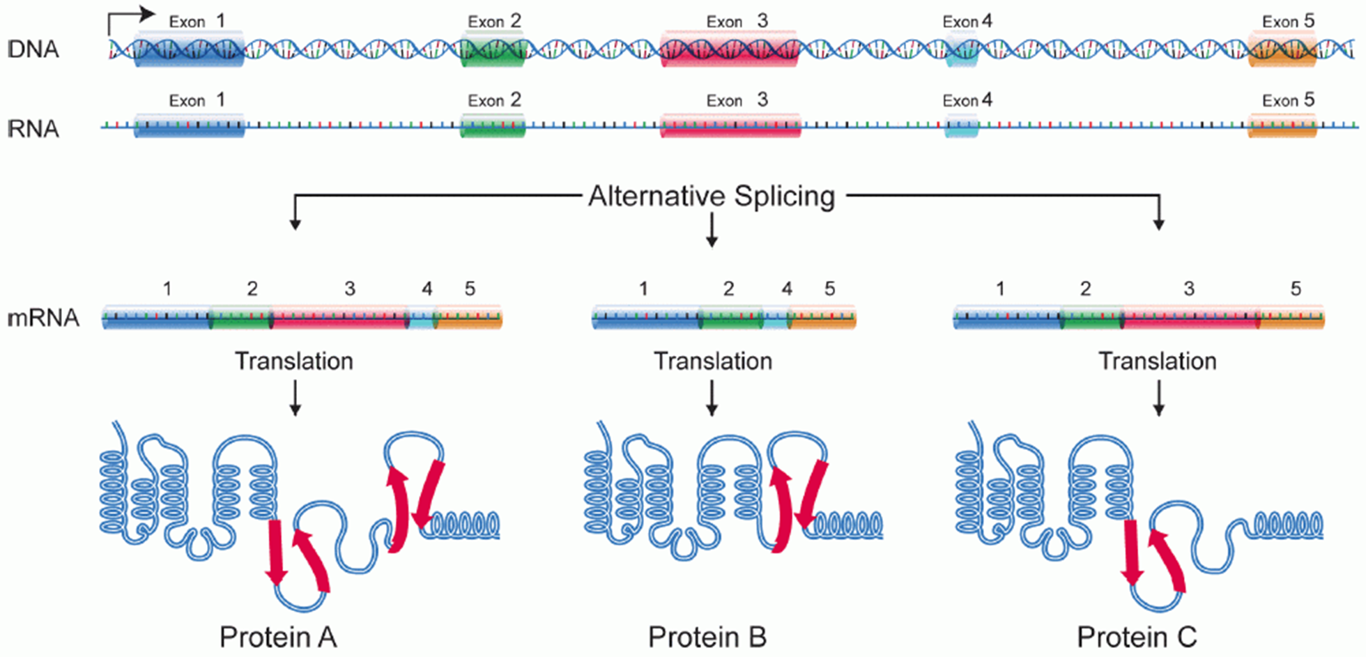 文献精读——Detection of aberrant splicing events in RNA-seq data using FRASER (1) - 知乎