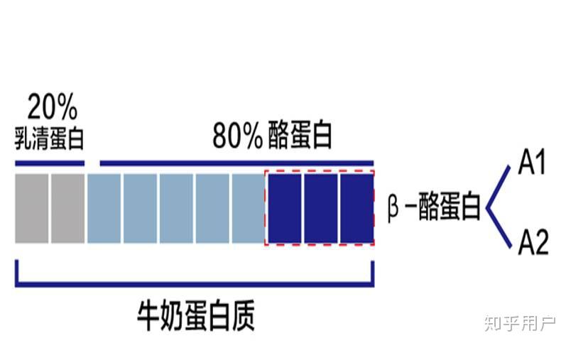 牛奶里的A1蛋白质和A2蛋白质有区别吗？ - 知乎