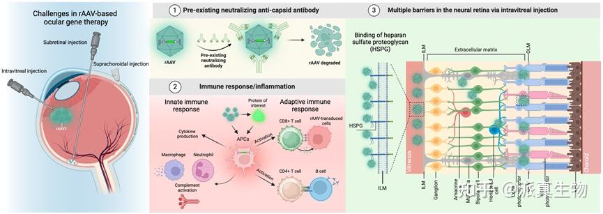 聚焦眼科基因治疗：AAV的潜力与突破--挑战与应对策略篇 - 知乎