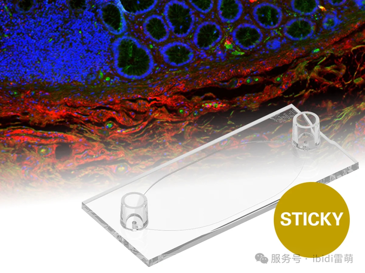 ibidi sticky-Slide Tissue简化且标准化您的组织染色方案！ - 知乎