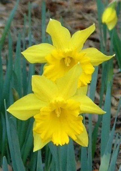 libtorch教程（一）开发环境搭建：VS+libtorch和Qt+libtorch - 知乎