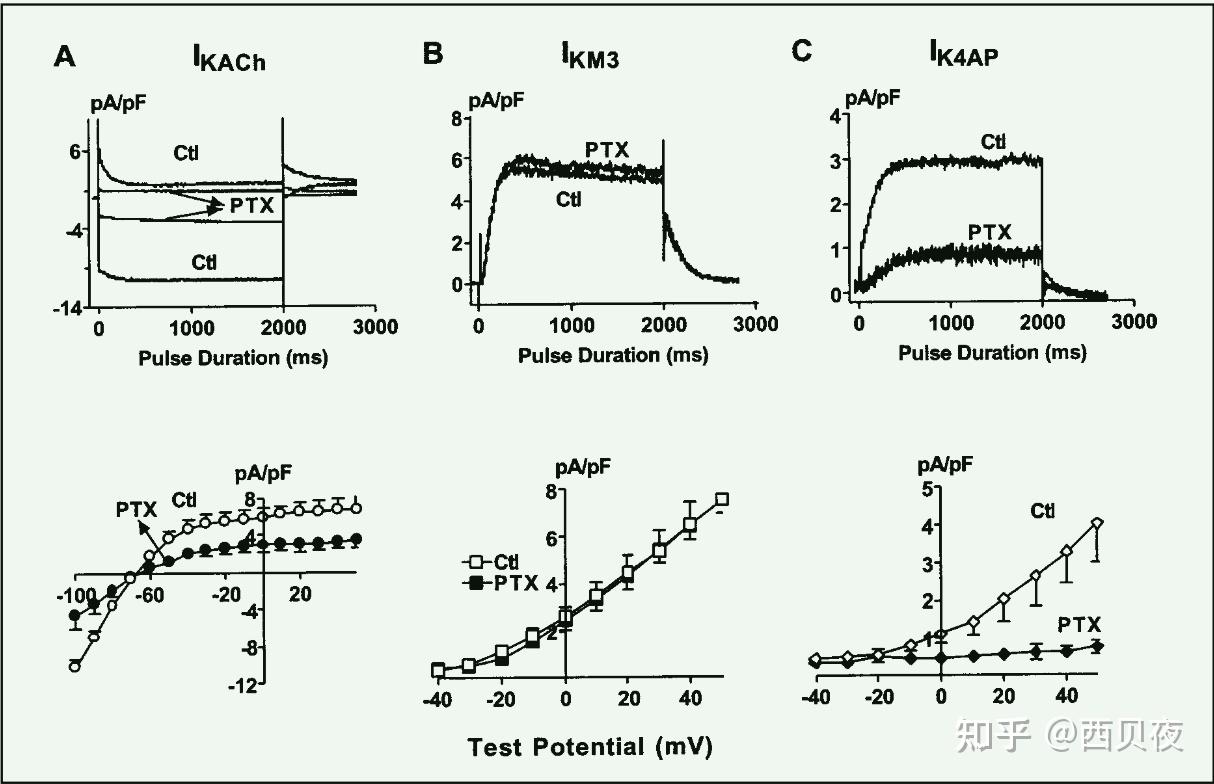 心脏毒蕈碱乙酰胆碱受体的电生理学特征：不同亚型介导不同的钾电流 - 知乎