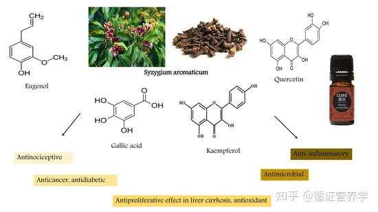 功能营养篇-丁香提取物（Clovinol®） - 知乎