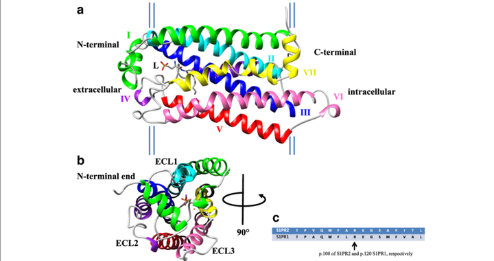 S1PR2是维持皮肤屏障稳态的关键蛋白 - 知乎
