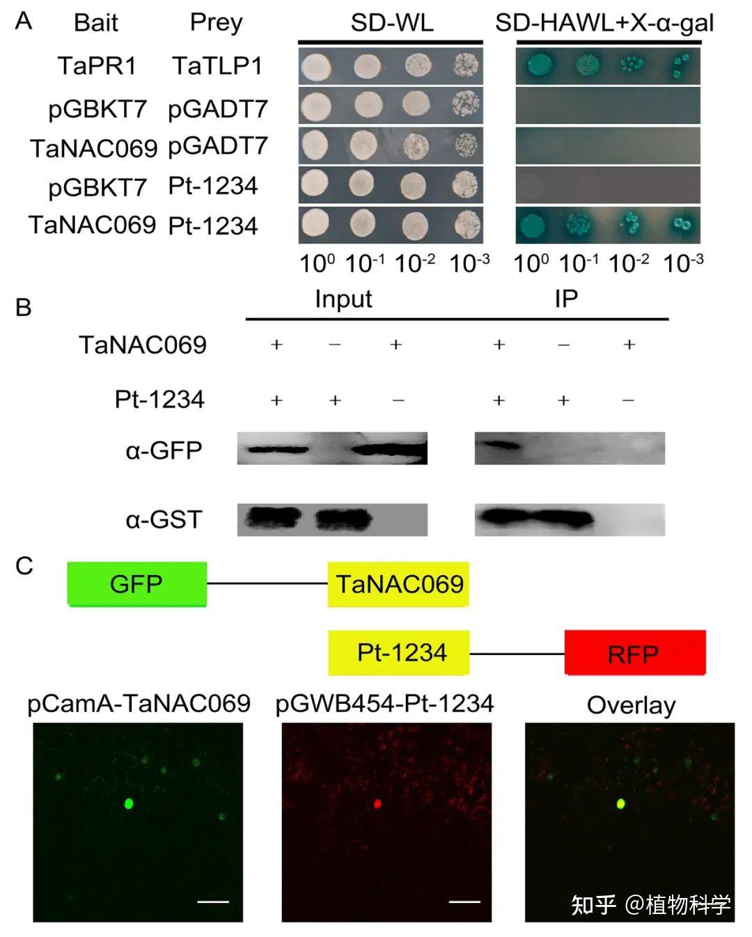 河北农大揭示NAC类转录因子与叶锈菌效应蛋白互作机制 - 知乎