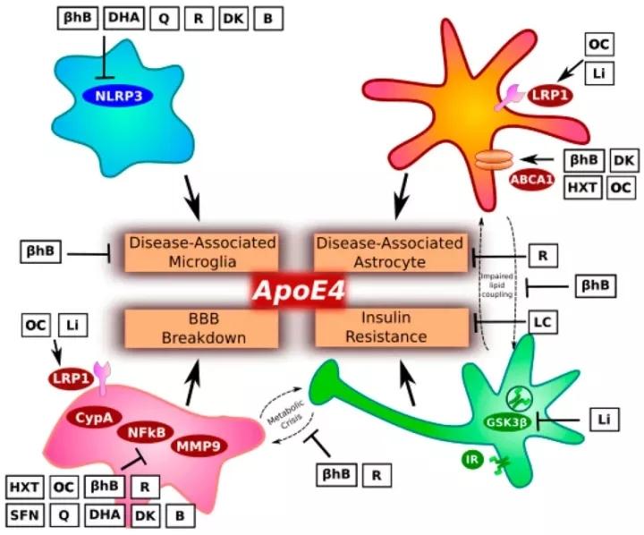 APOE E4型携带者，未来有望通过精准营养预防阿尔茨海默病 - 知乎